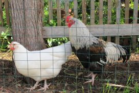 Dorking Chicken - Breed Profile - Backyard Poultry